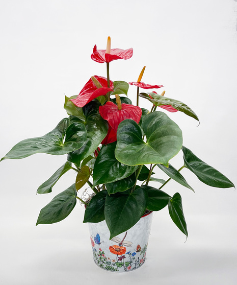 Buy Plants Online Billings MT| Plant Delivery | Gainan's Flowers