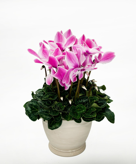 Buy Plants Online Billings MT| Plant Delivery | Gainan's Flowers