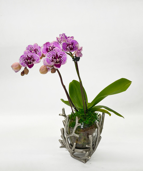 Buy Plants Online Billings MT| Plant Delivery | Gainan's Flowers